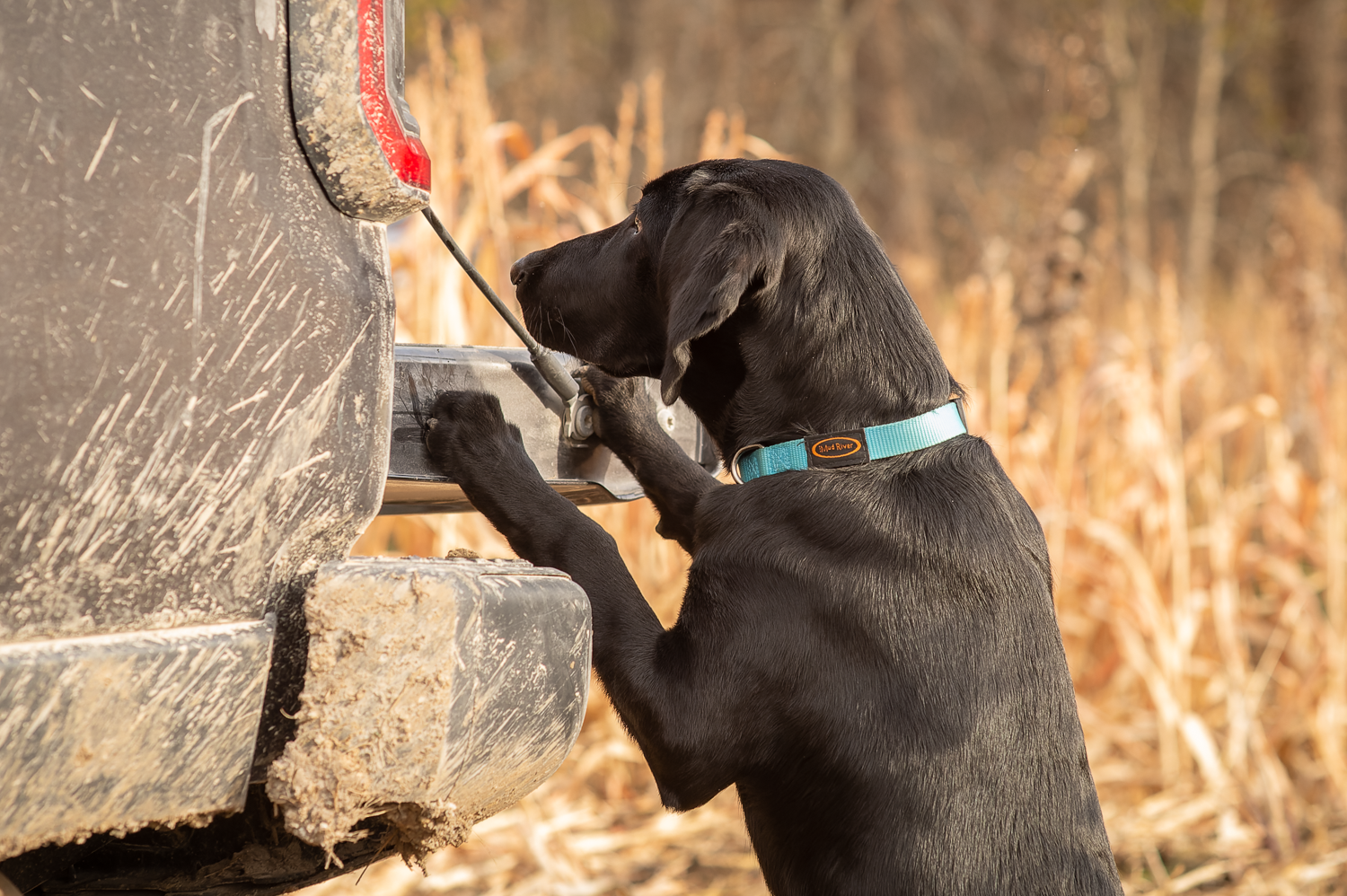 Fungal Disease from Riverbed Exposure, Dogs Susceptible – Boyt Harness