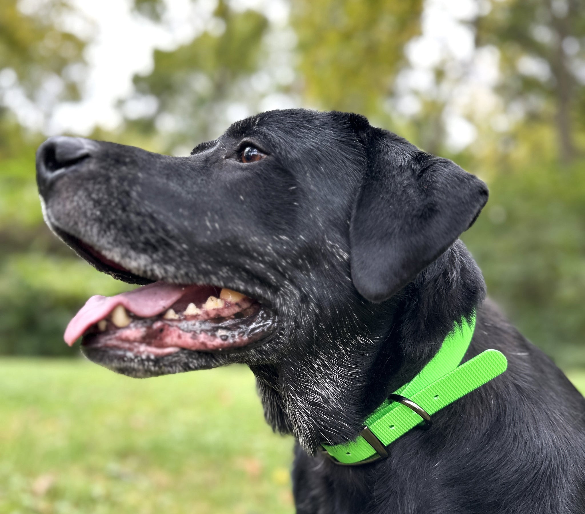 Fire Flex Dog Collar – Boyt Harness