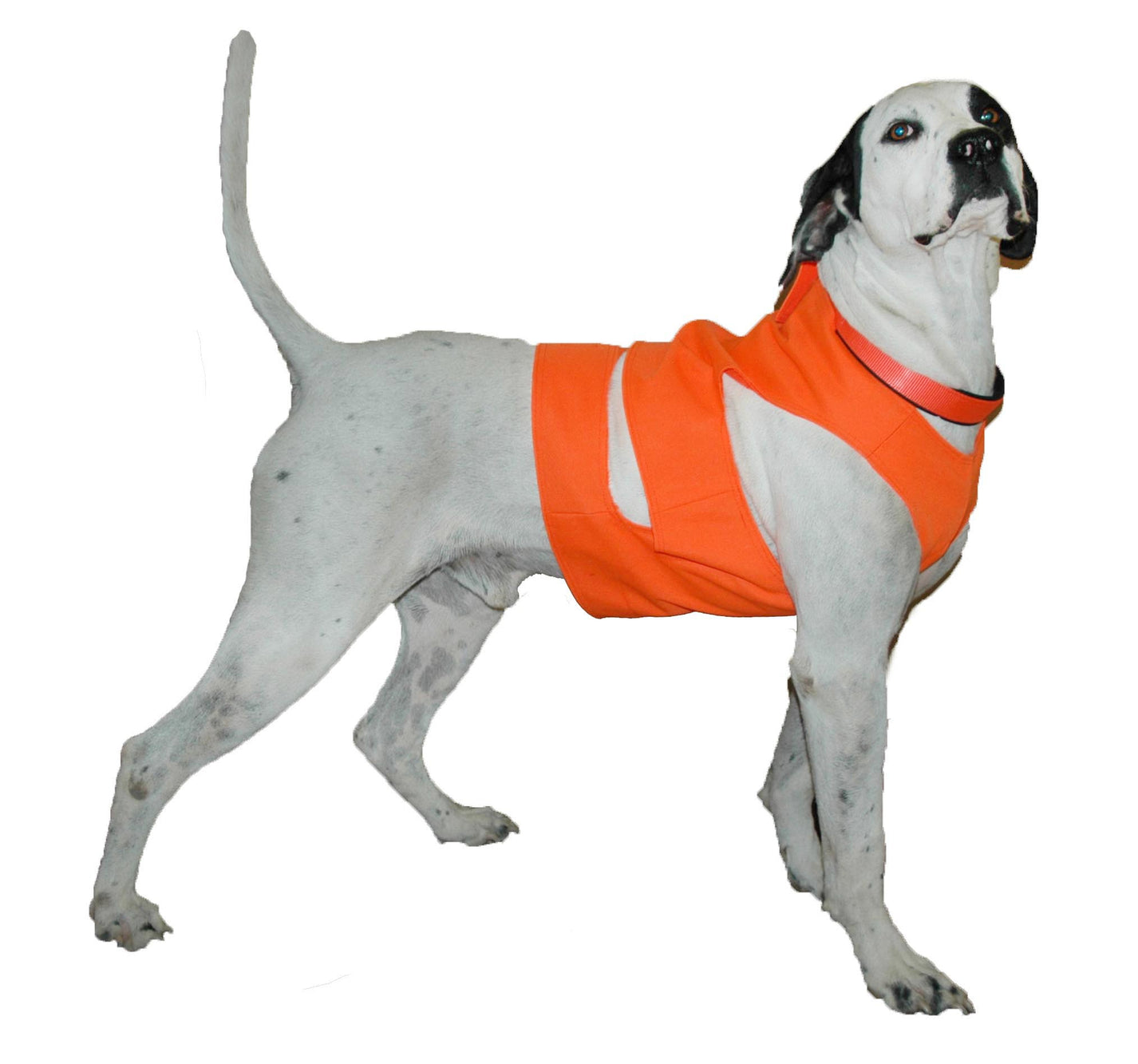 Dog Chest Protector – Boyt Harness